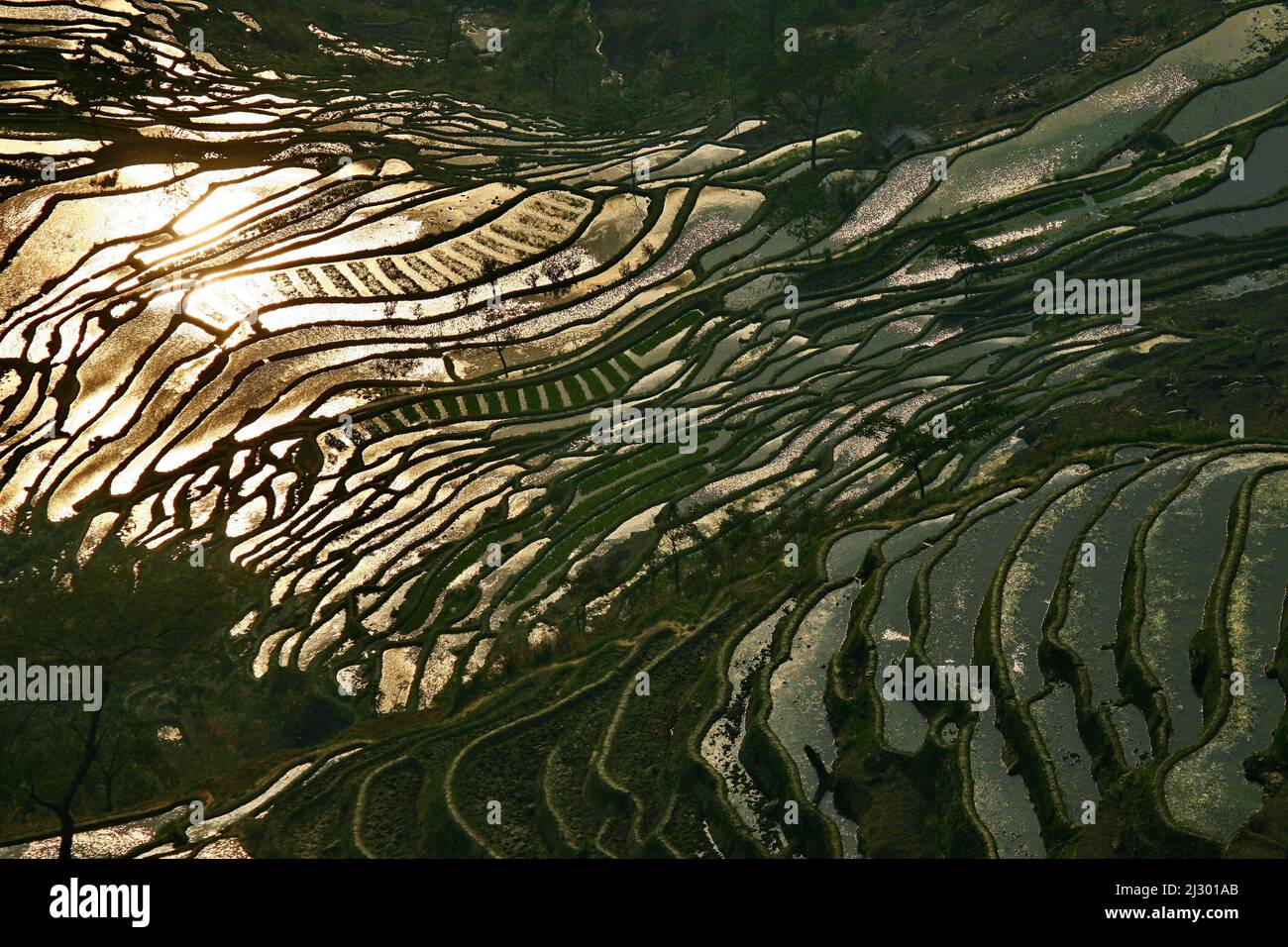 Terraced rice fields in Yuanyang, Yunnan, China Stock Photo - Alamy