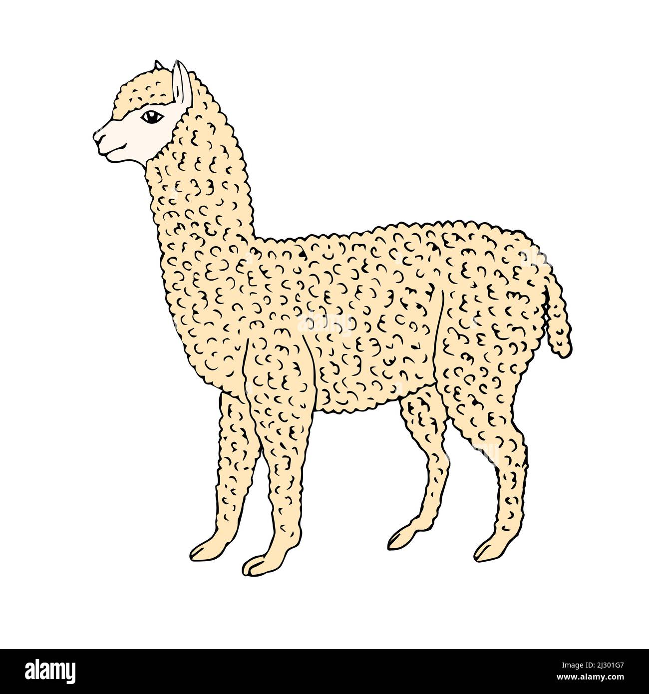 Vector hand drawn sketch colored alpaca isolated on white background ...