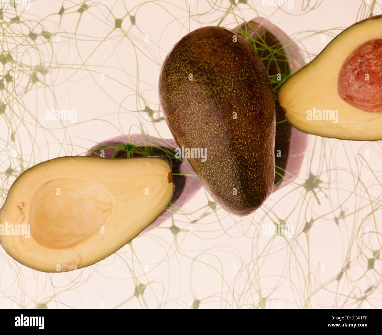 Avocado food still life portrait in close up against largely plain ...