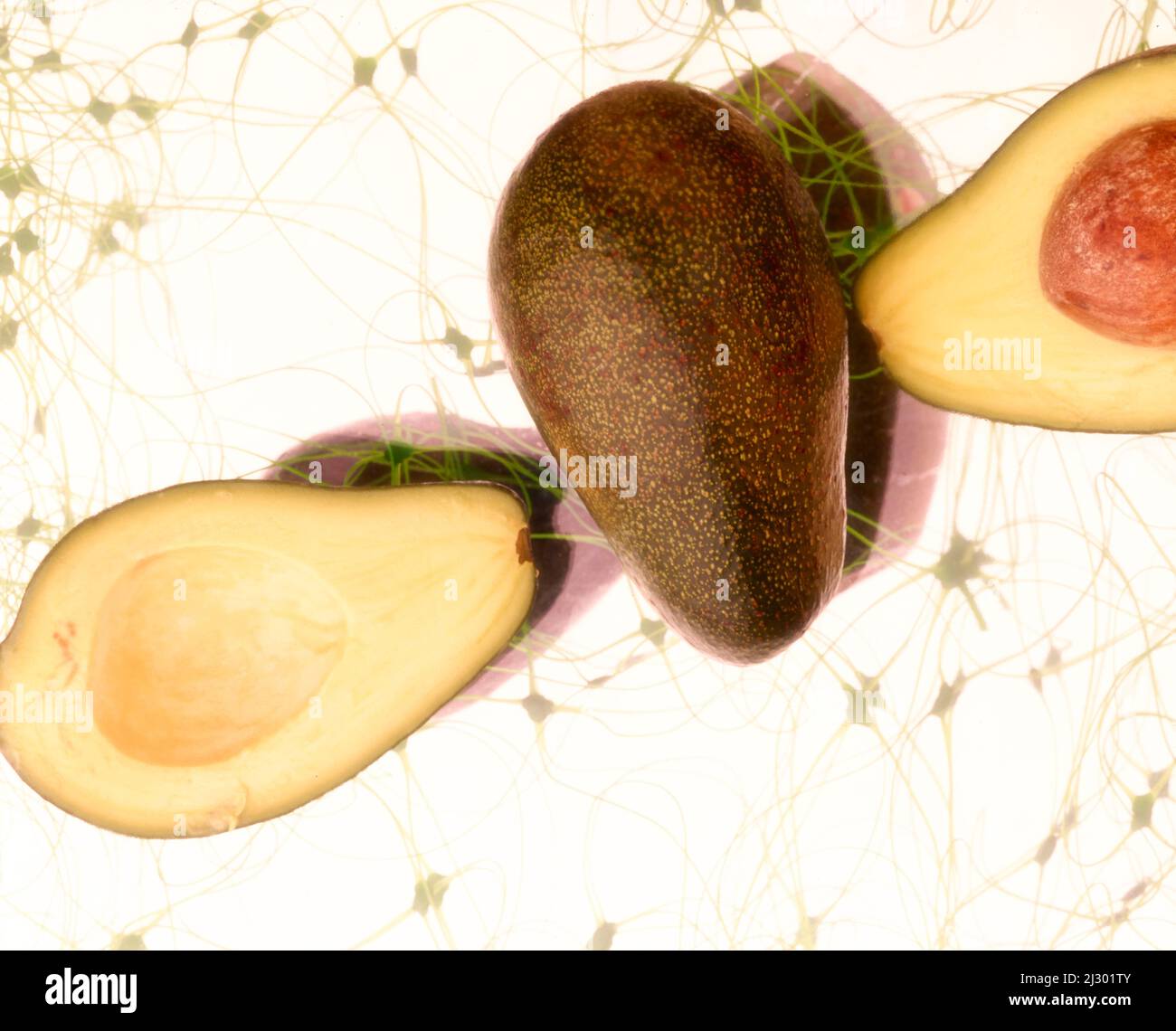 Avocado food still life portrait in close up against largely plain ...