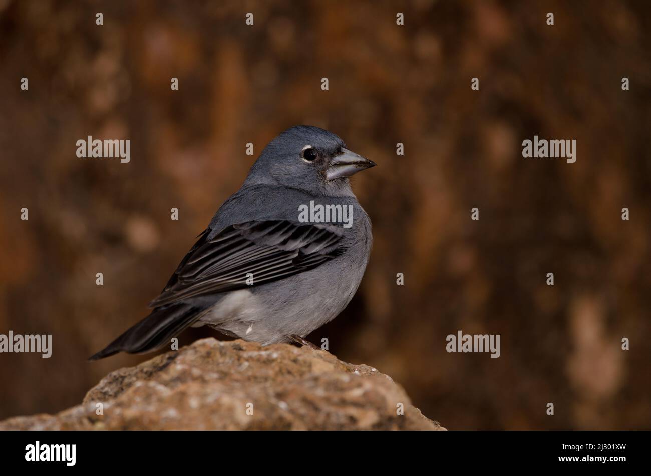 Tenerife blue chaffinch Fringilla teydea. Male. Las Lajas. Vilaflor ...