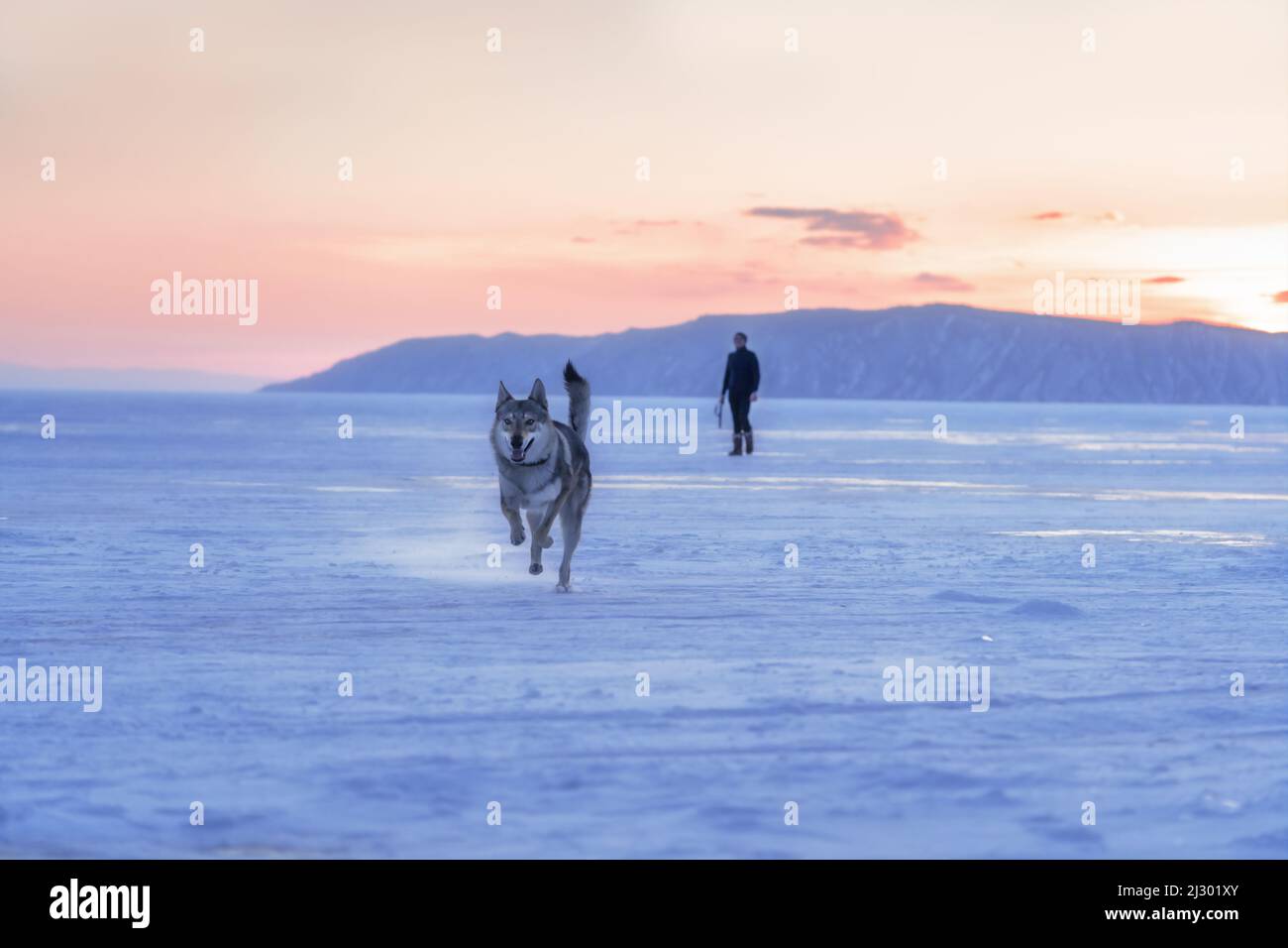 Portrait of a crossbreed dog and wolf running on frozen lake at sunset ...