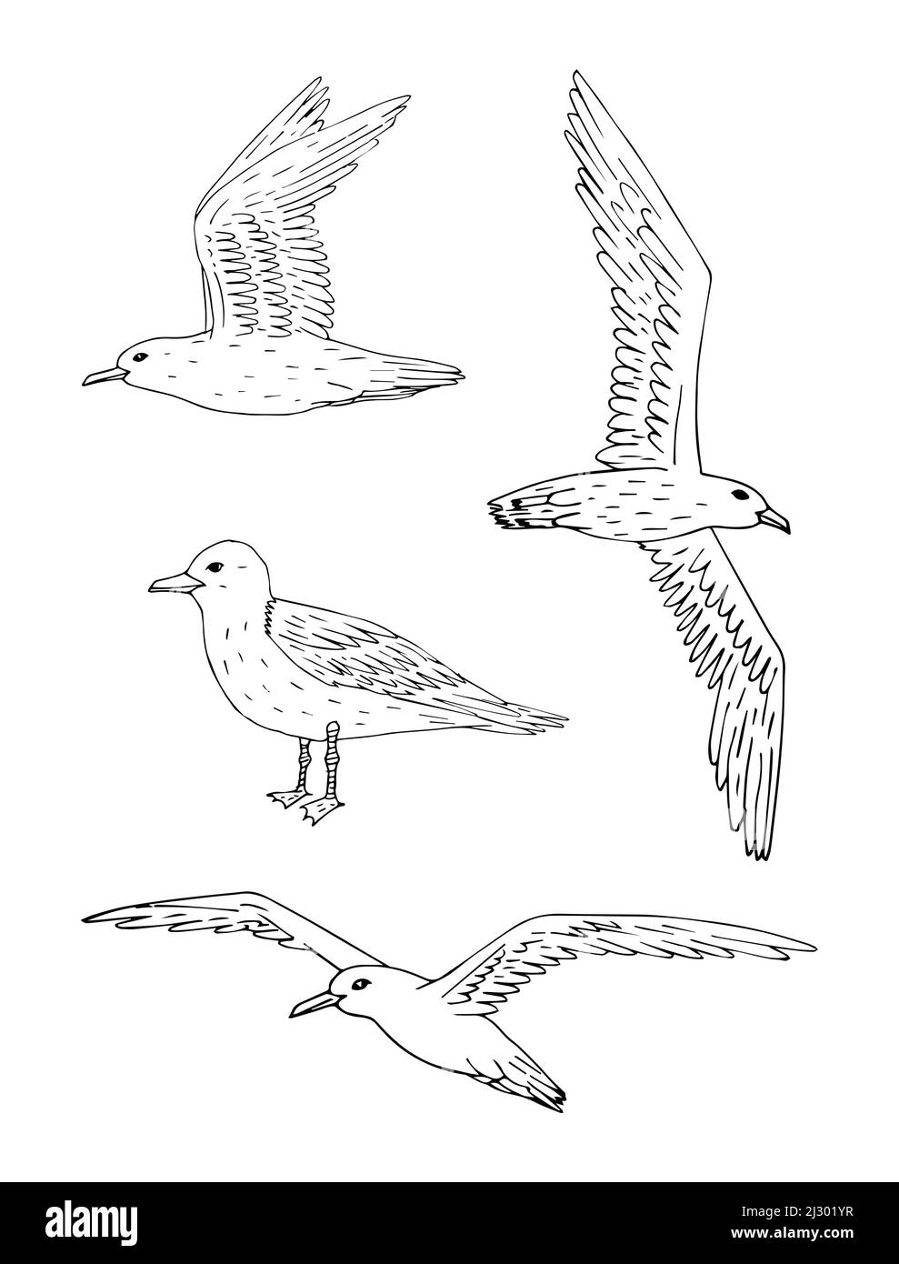 Vector set bundle of hand drawn doodle sketch sea gull isolated on ...