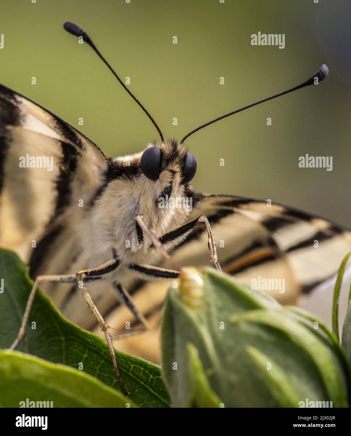 Vue macroscopique d'un papillon flambé (Machaon Stock Photo - Alamy