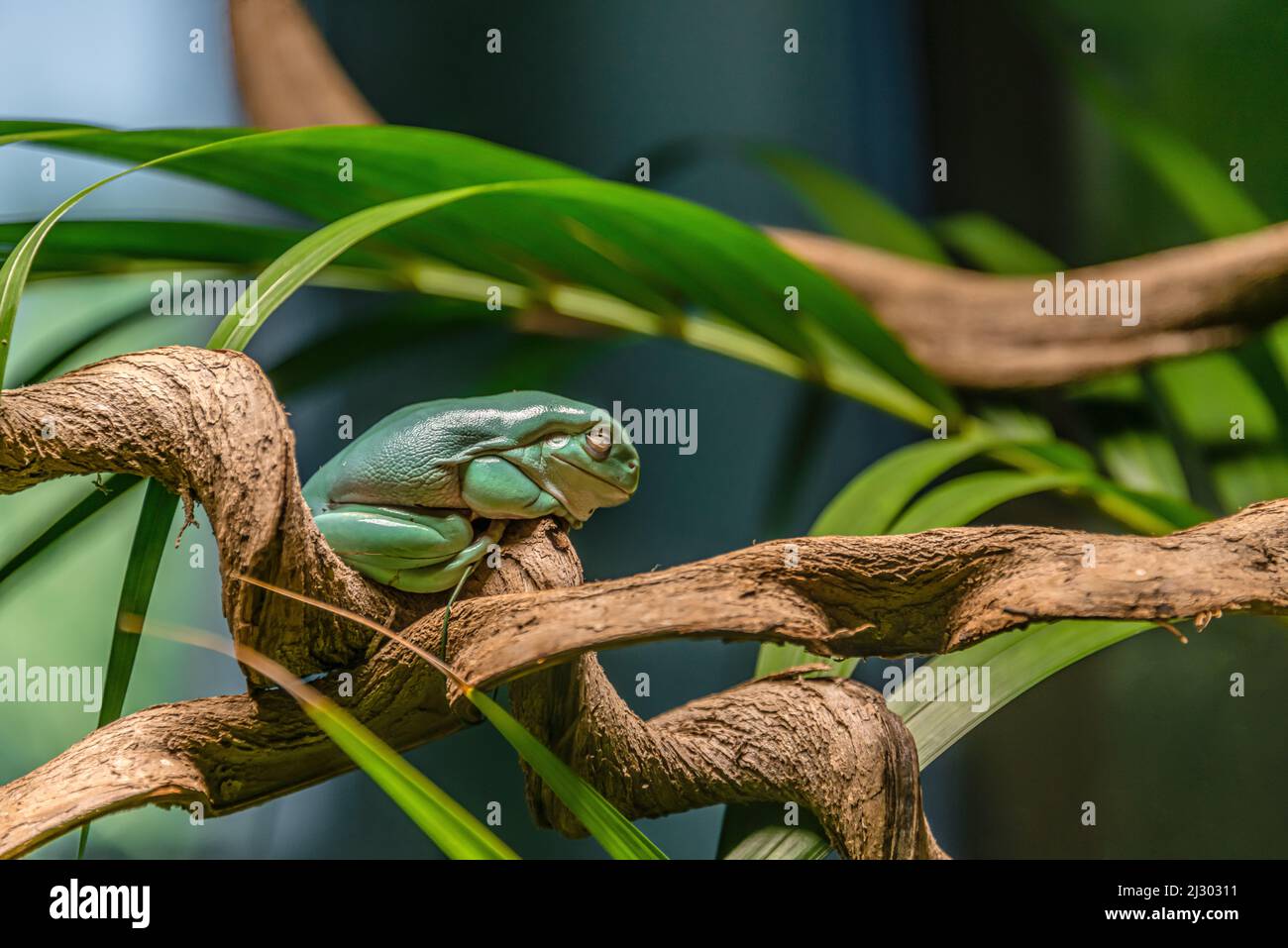 Coral-fingered tree frog (Litoria caerulea) in the aquarium of Berlin ...