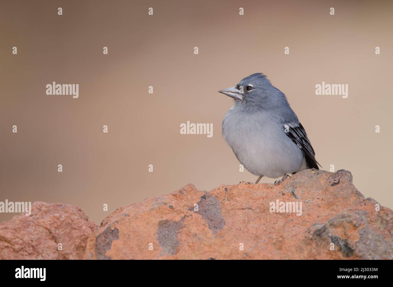 Tenerife blue chaffinch Fringilla teydea. Male. Las Lajas. Vilaflor ...