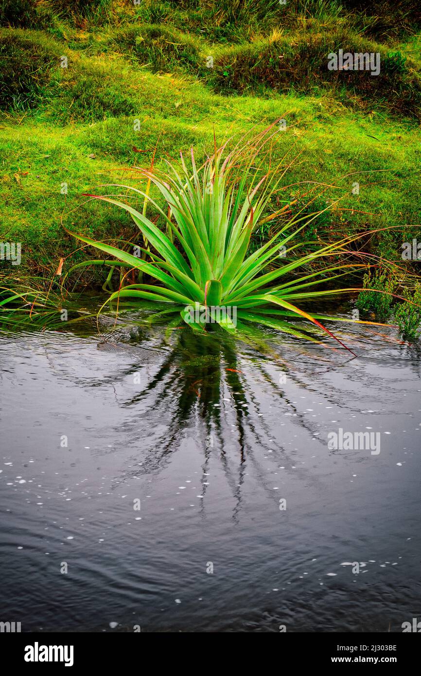 Pandani plant richea pandanifolia hi-res stock photography and images ...