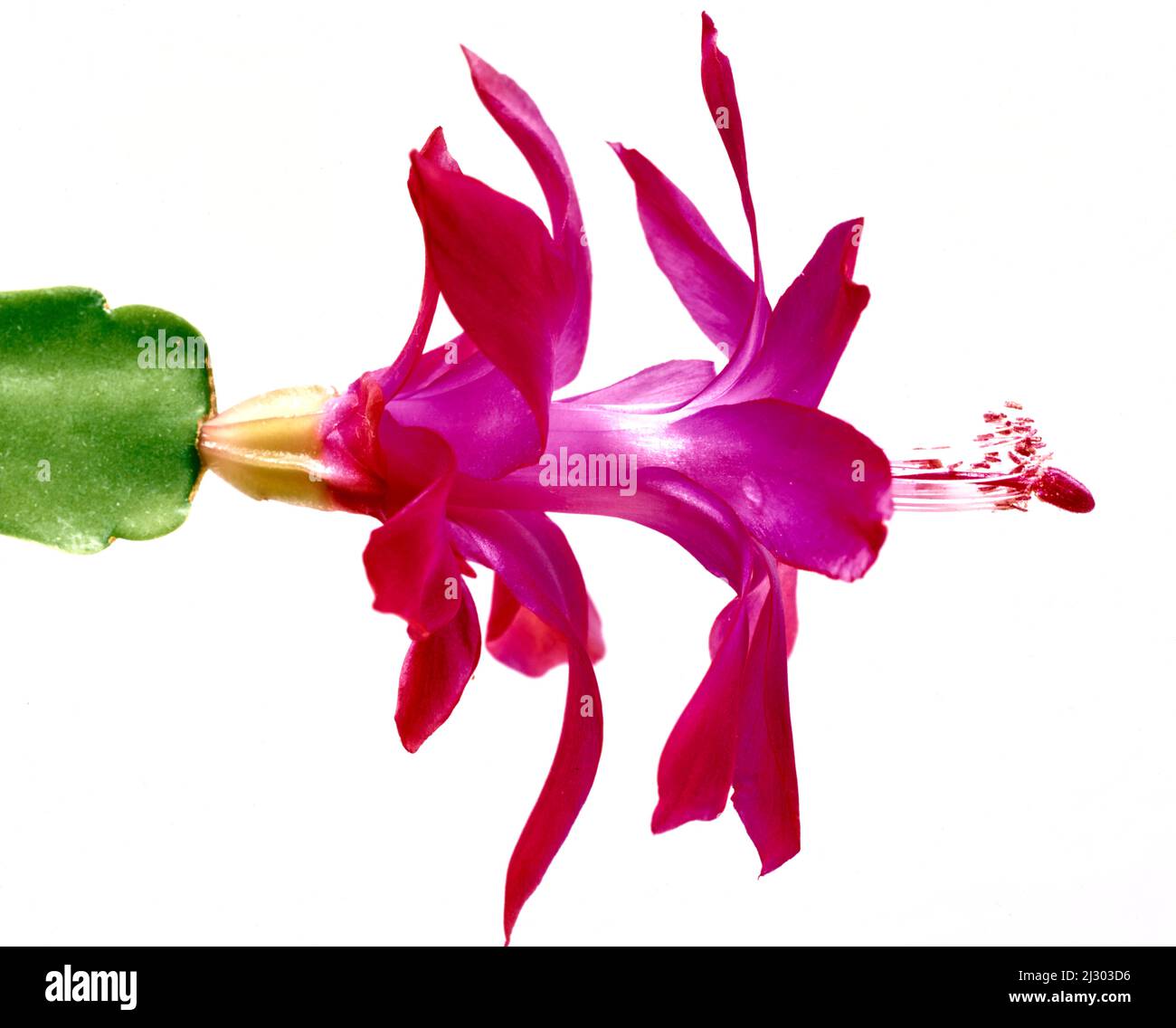 Natural plant still-life of single Fuchsia flower against a plain ...