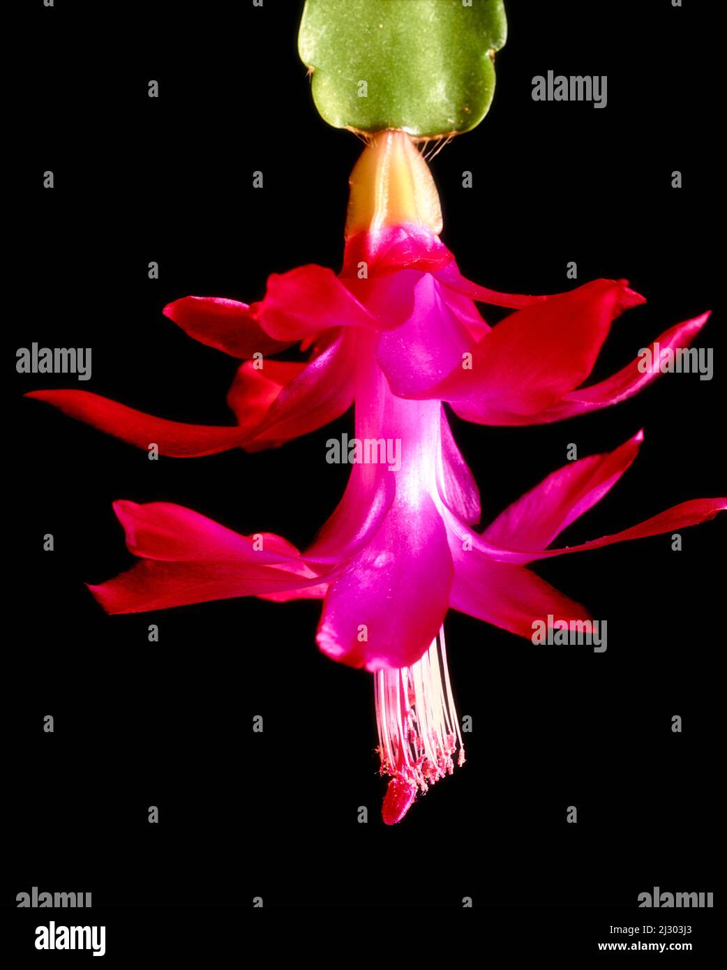 Natural plant still-life of single Fuchsia flower against a plain ...