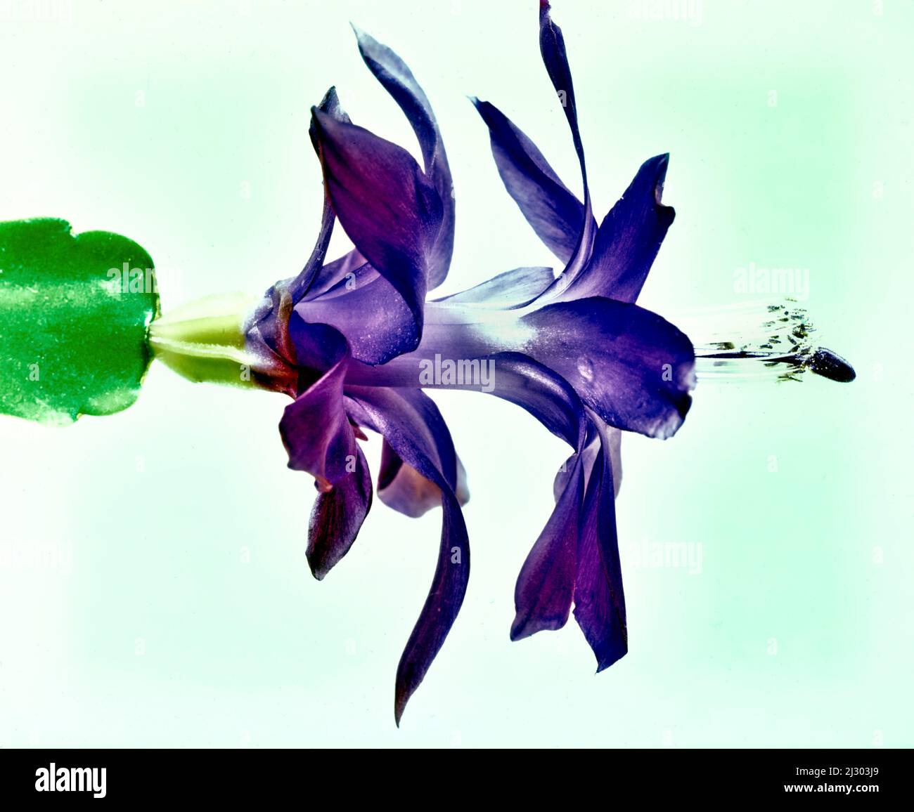 Single flowers anatomy hi-res stock photography and images - Alamy