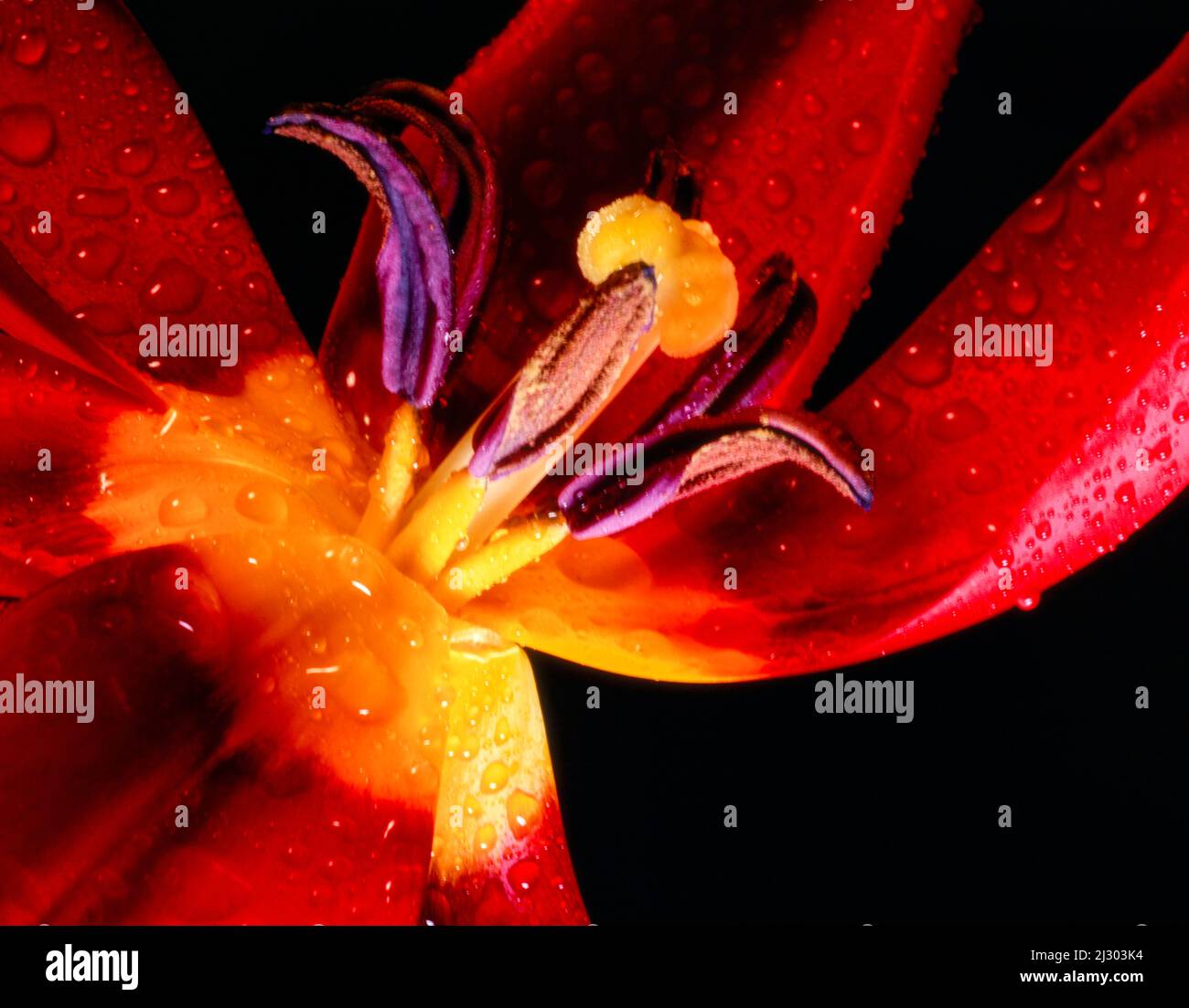 Macro flower portrait of tulip showing reproductive organs Stock Photo ...