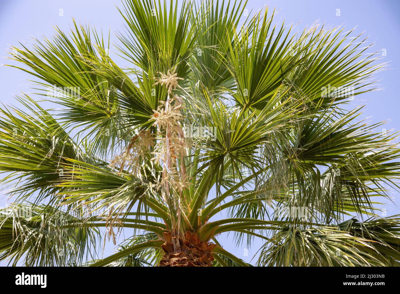 Washington palm, Washingtonia robusta Stock Photo - Alamy