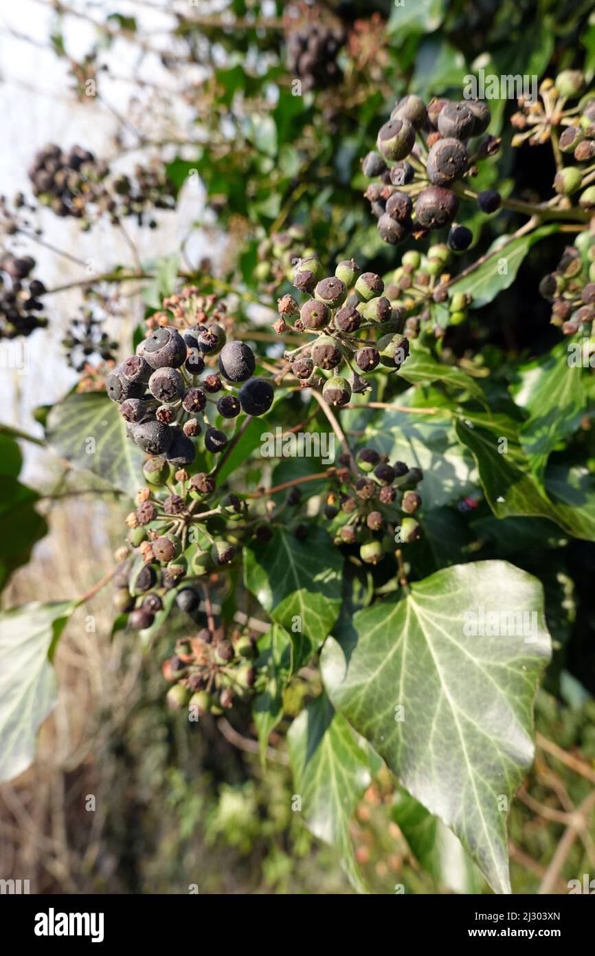 reife Früchte an einem Efeu (Hedera helix Stock Photo - Alamy