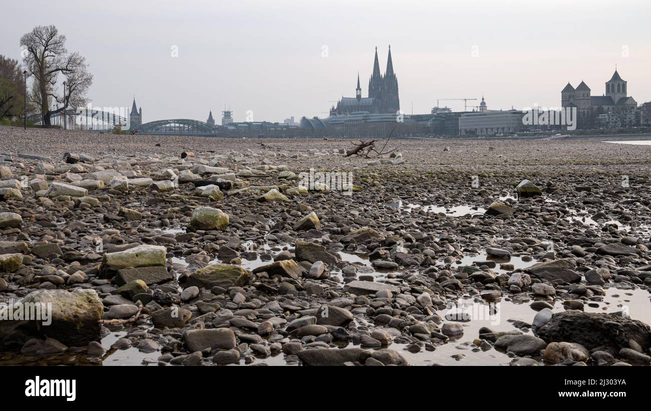 Low water of the Rhine river in Cologne, drought in Germany Stock Photo ...