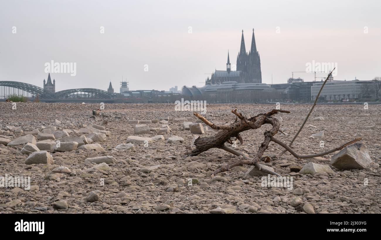 Low water of the Rhine river in Cologne, drought in Germany Stock Photo ...