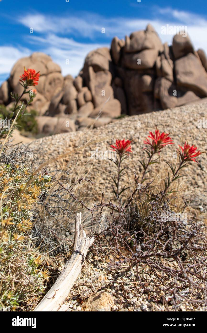 Flower Wild Jumbo Rocks - Joshua Tree, California - March 2022 Stock ...