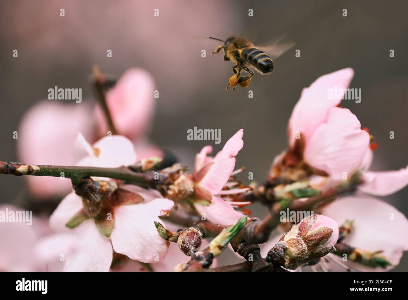 Georgia, Tbilisi. Bees pollinate the almond tree Stock Photo - Alamy