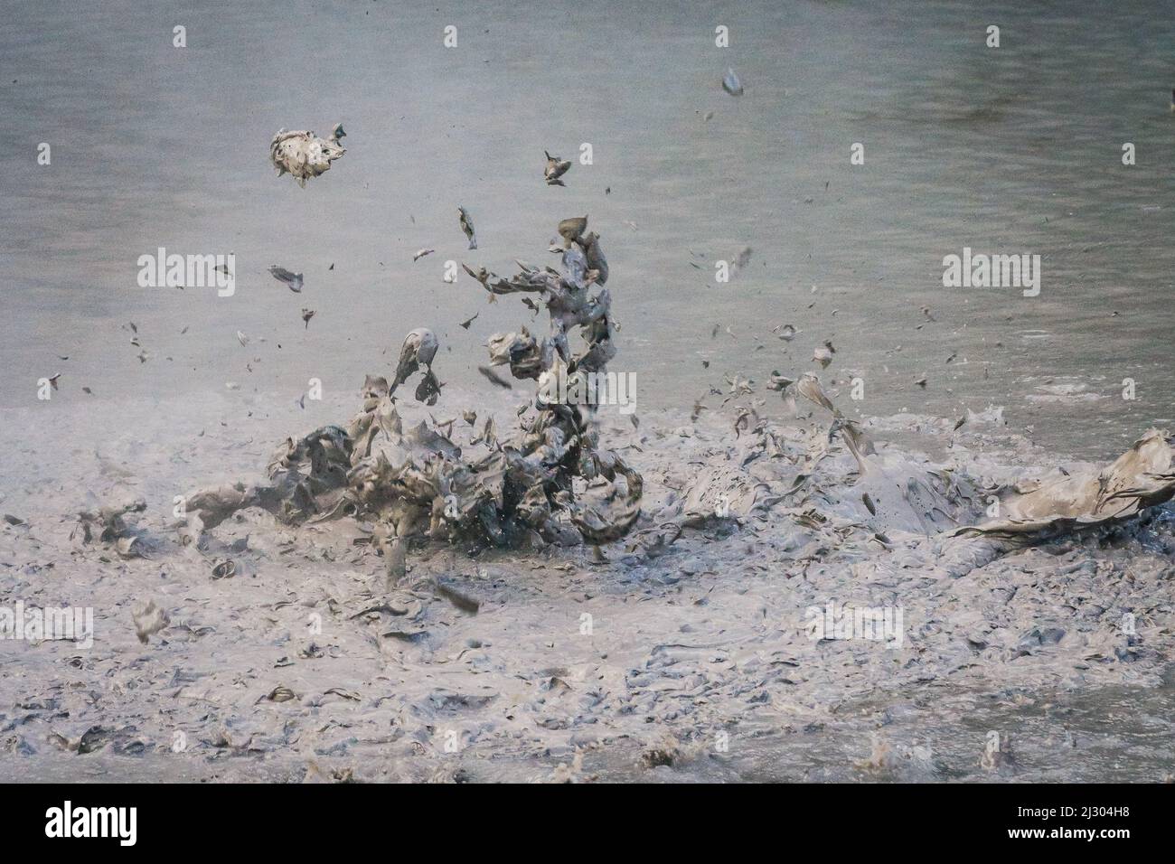 Mud spa new zealand hi-res stock photography and images - Alamy