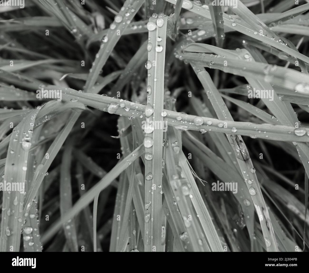 A grayscale closeup detail shot of water drops on slim leaves in the ...