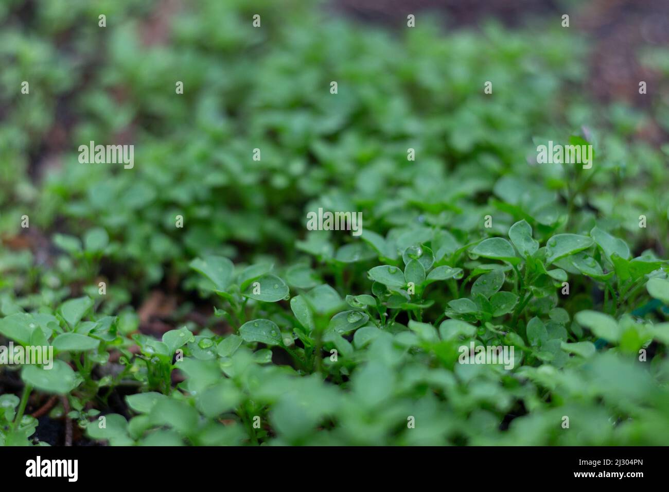 A selective focus shot of Garden cress plants ion the ground Stock ...