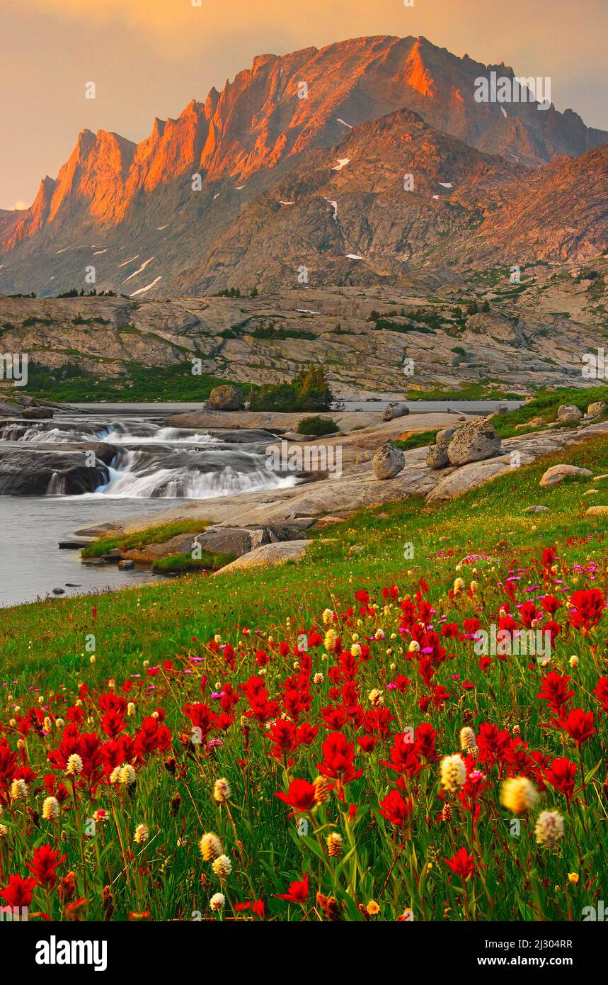Fremont Peak above wildflowers in Wind River Range, Wyoming Stock Photo ...