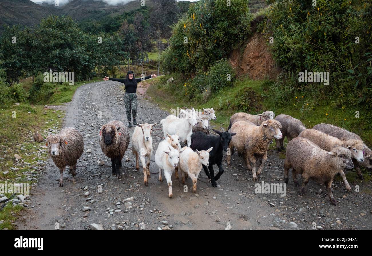 A beautiful shot of a Hispanic female walking behind a herd of sheep ...