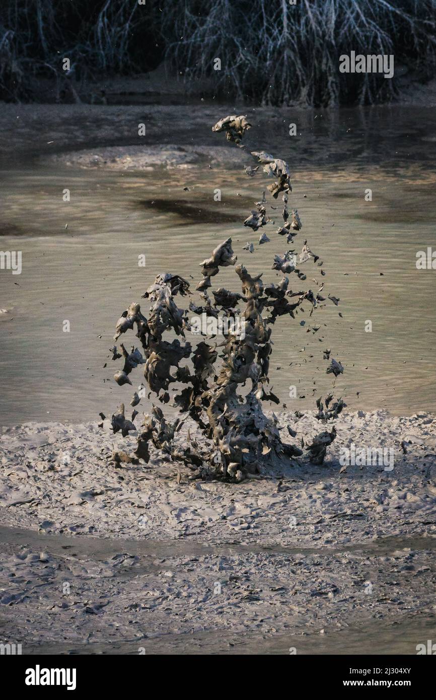 New zealand erupting geyser vertical hi-res stock photography and ...