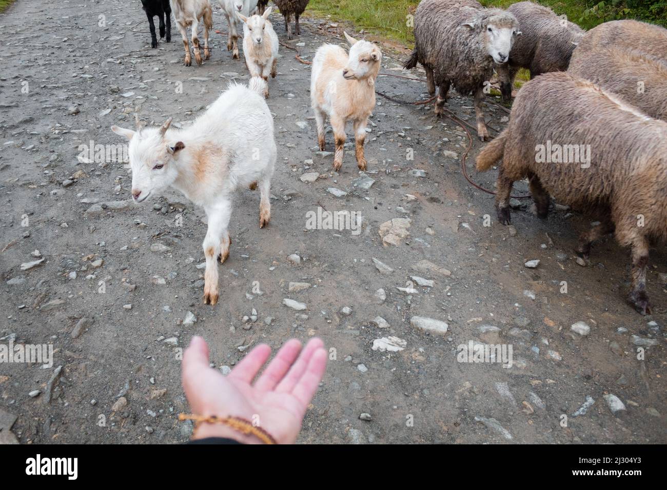 A top view shot of a hand pointing at a herd of sheep, Saanen goat ...