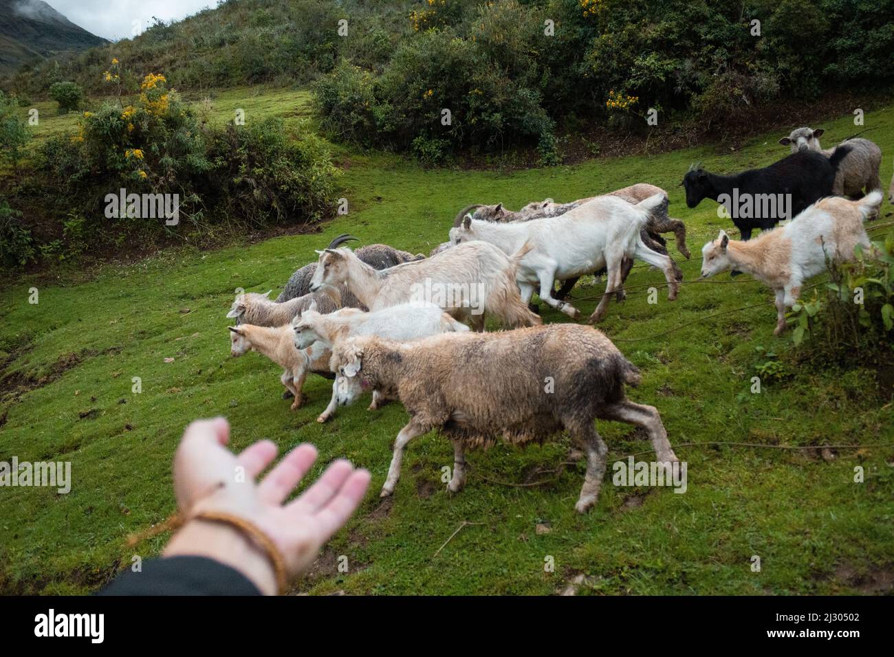 A beautiful shot of a hand pointing at a herd of sheep, Saanen goat ...