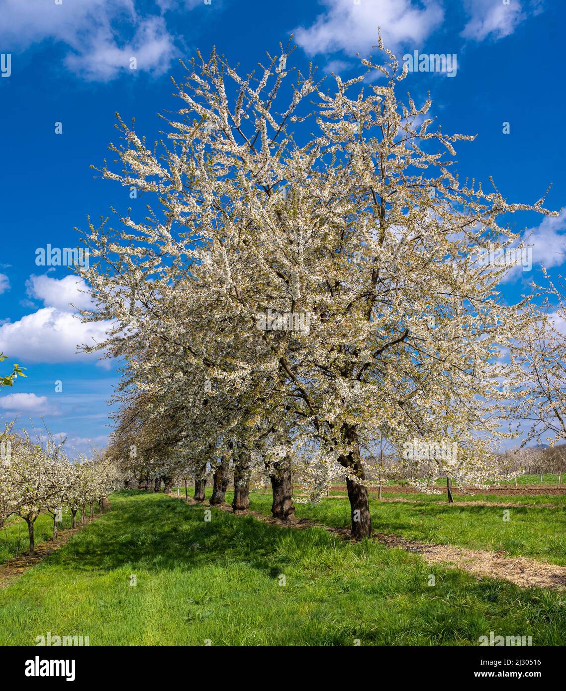 The fruit tree blossom in Ortenau, Baden-Württemberg, Germany Stock ...