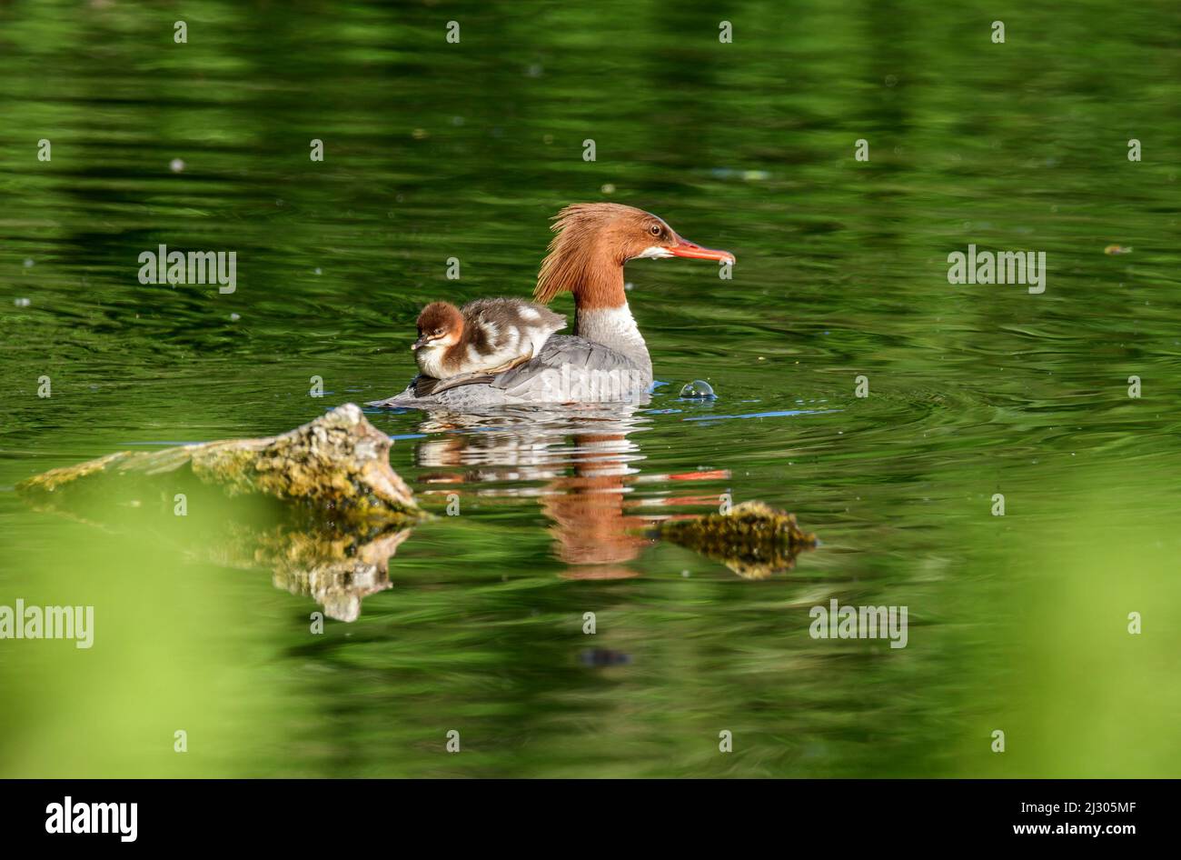 Back view bird hi-res stock photography and images - Alamy