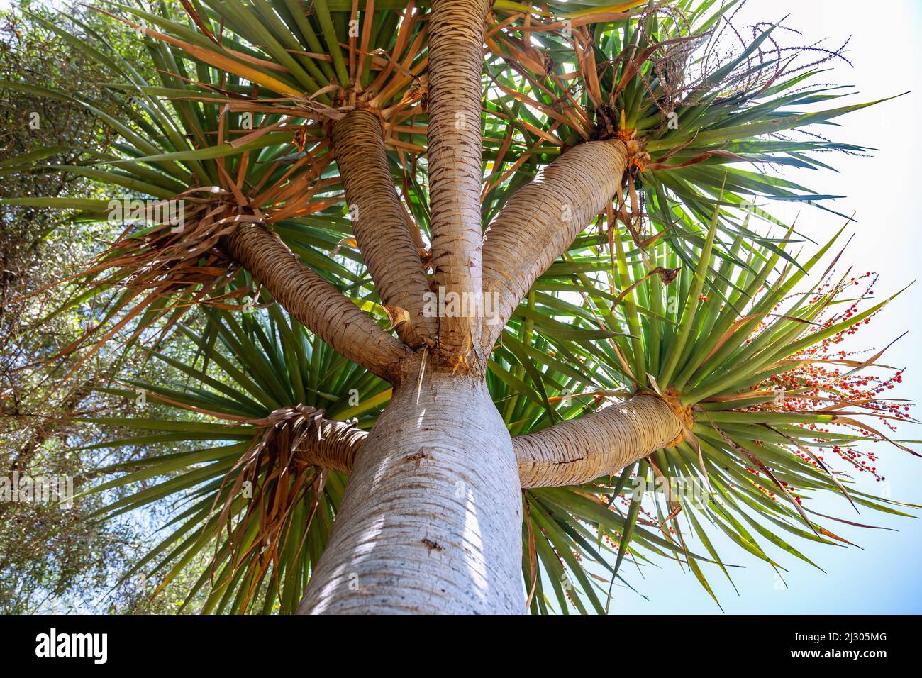 Dragon tree, Dracaena draco L Stock Photo - Alamy