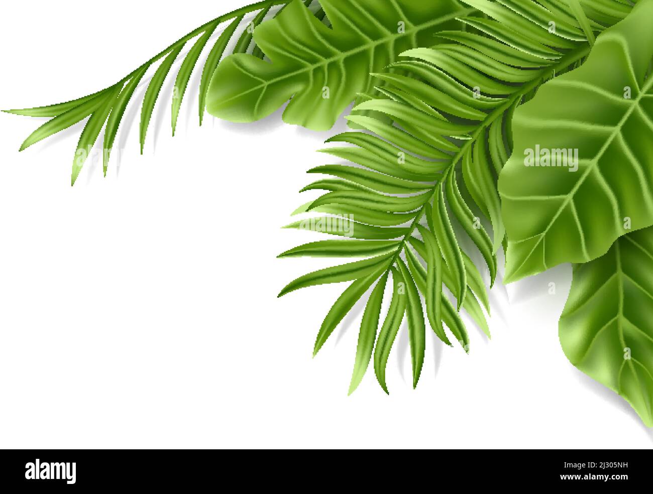 Tropical palm leaf isolated on white background. Realistic green summer ...