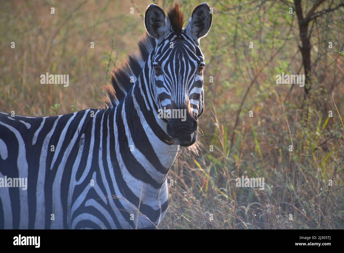 East african fauna hi-res stock photography and images - Alamy