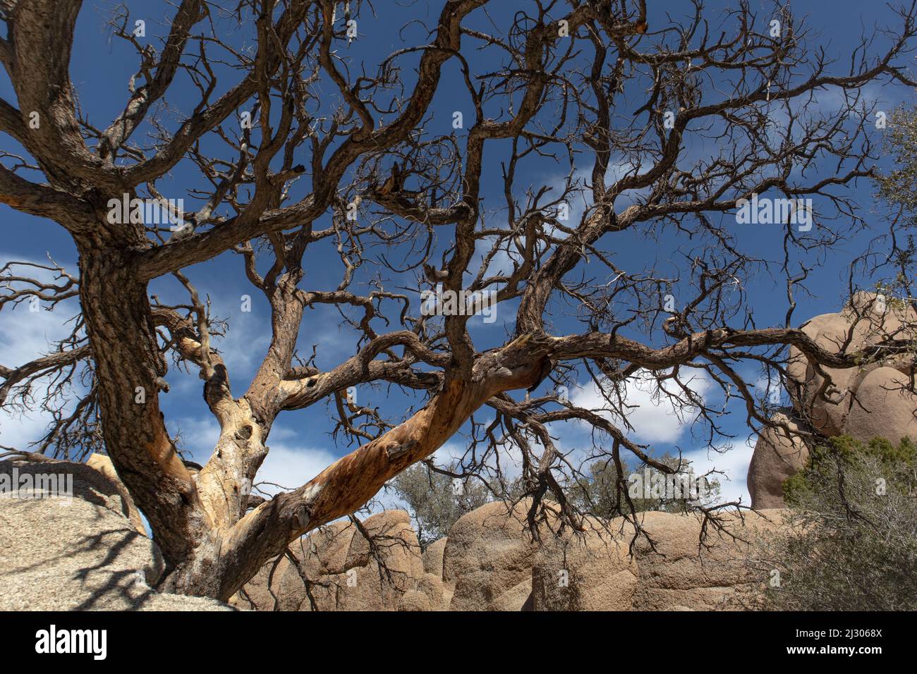 Jumbo branch hi-res stock photography and images - Alamy