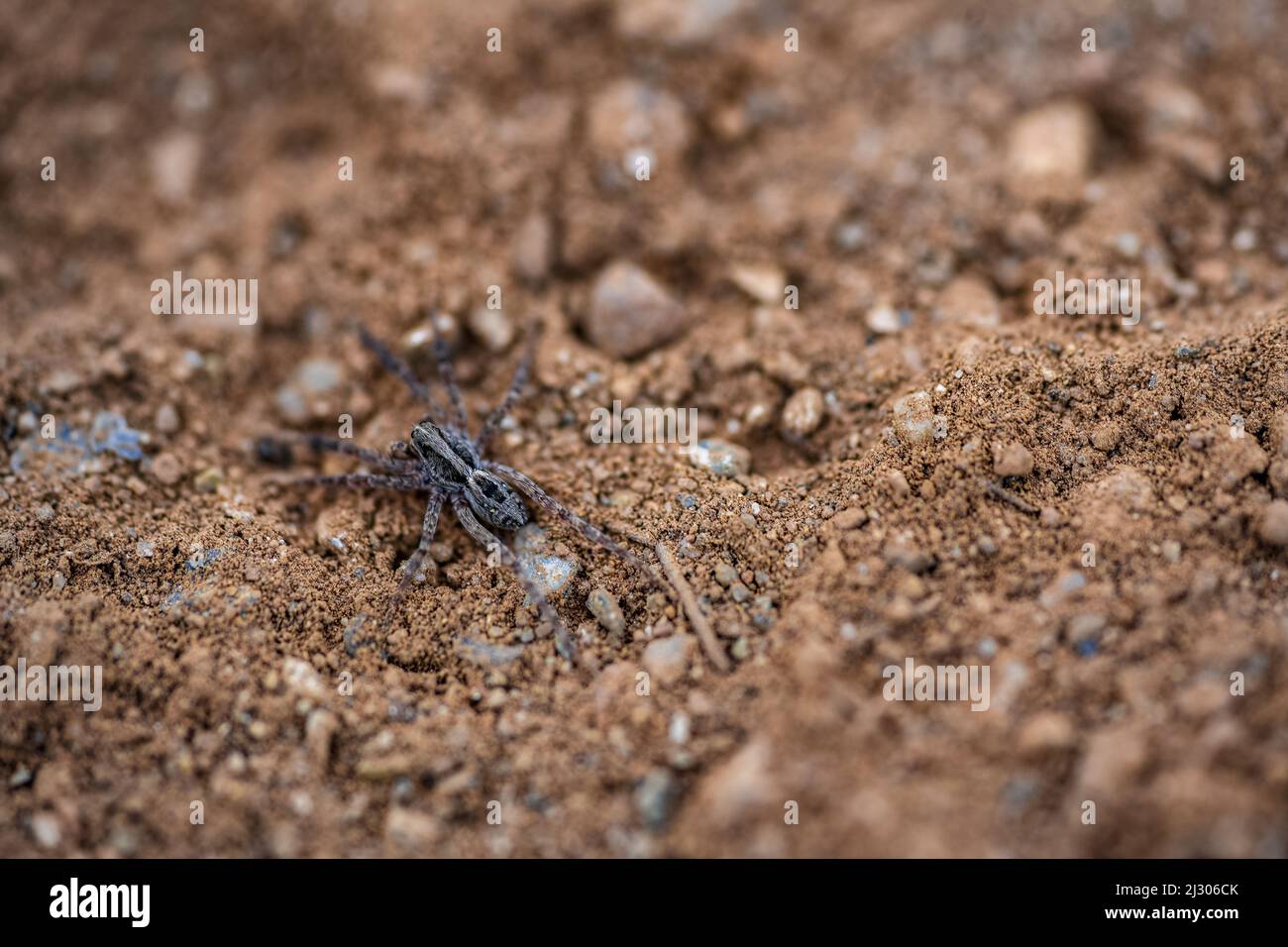 Black ground spider hi-res stock photography and images - Alamy