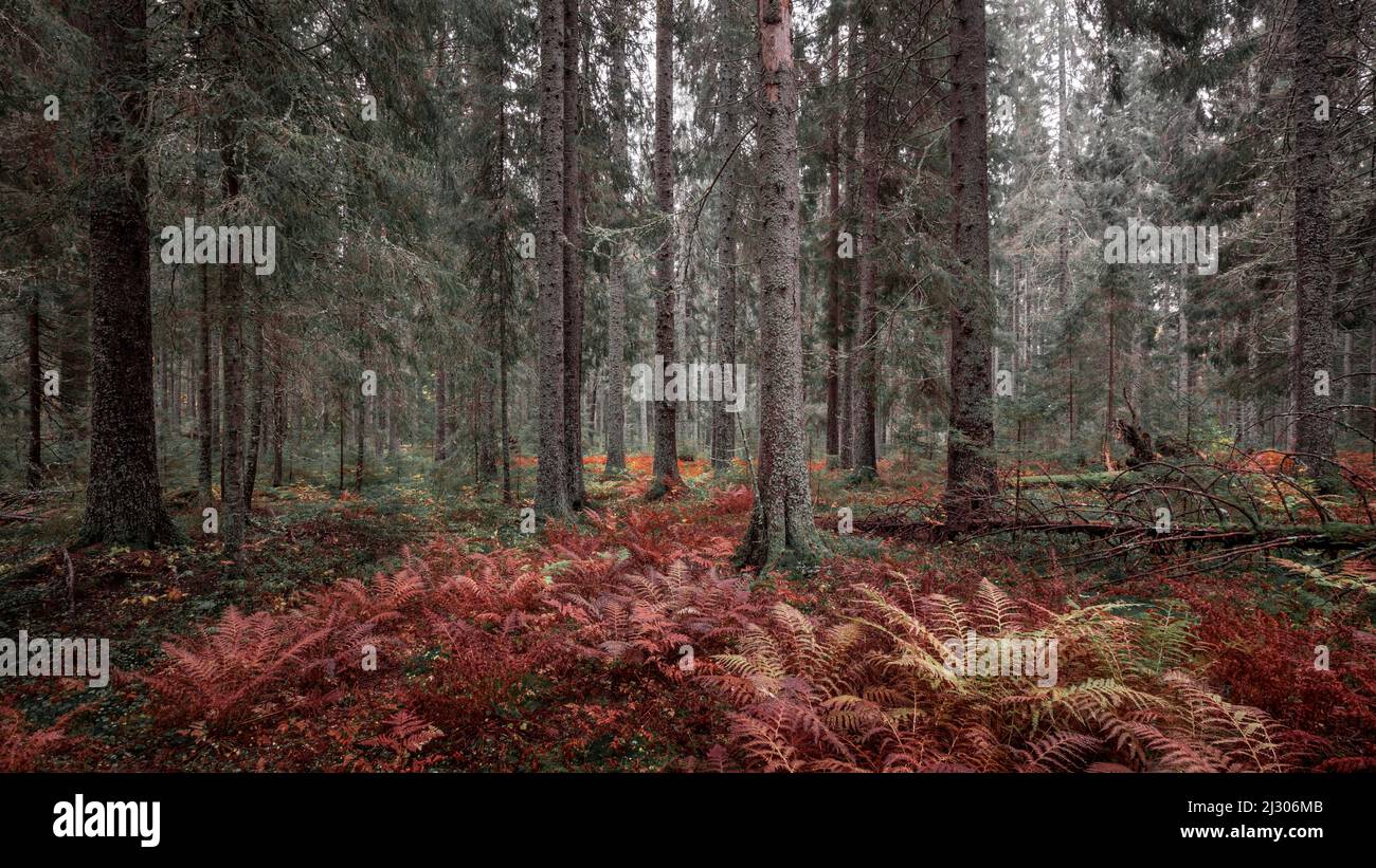 Fern in the forest in Skuleskogen National Park in autumn in the east ...