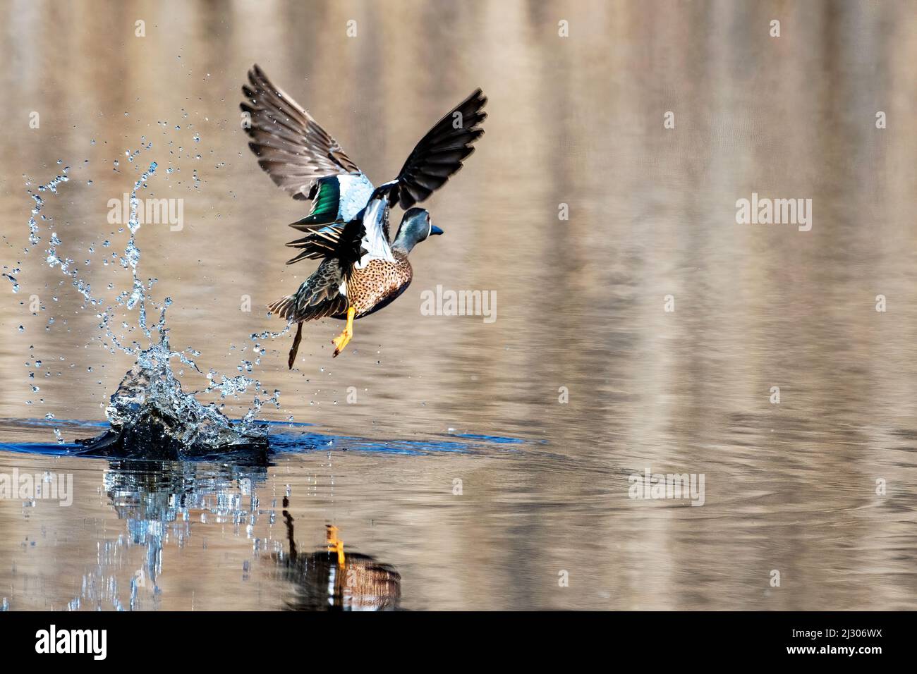 Teal Duck Flying