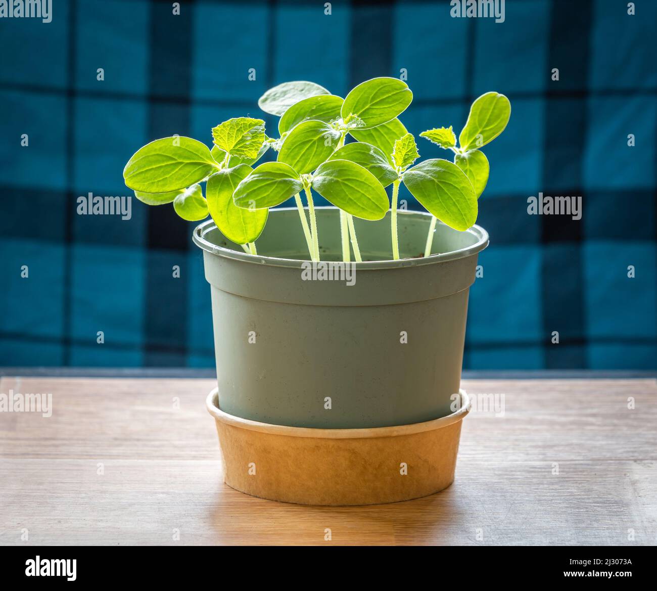 Blue plants pattern hi-res stock photography and images - Alamy