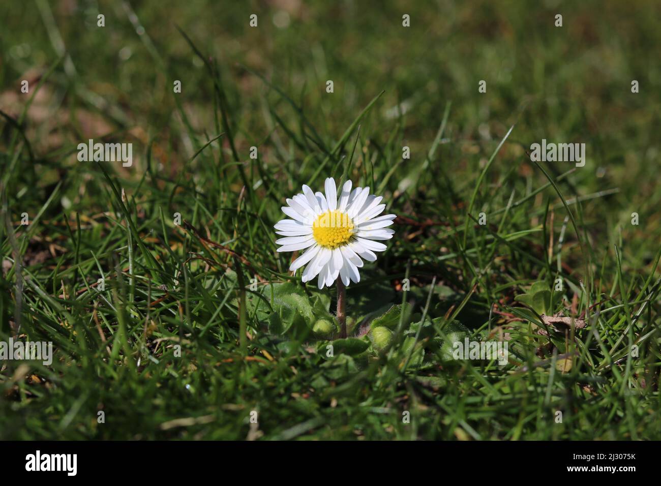 Daisy in grass hi-res stock photography and images - Alamy
