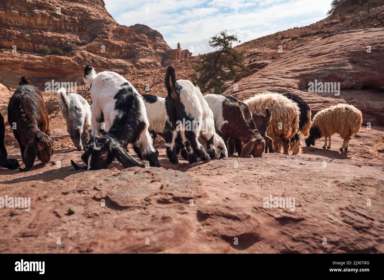 Group of small goats grazing in rocky mountainous terrain Stock Photo ...