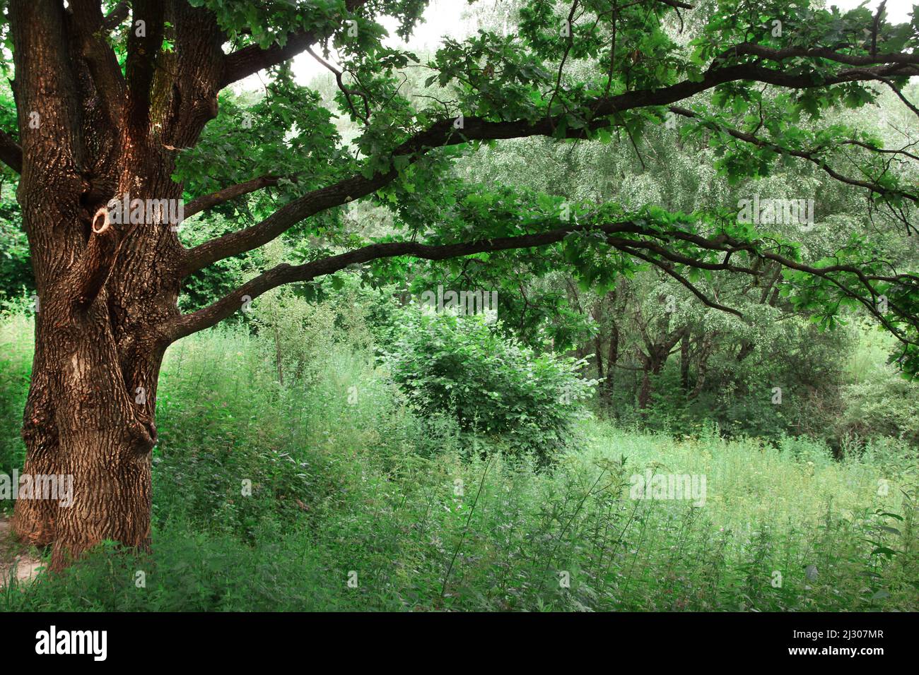 Spring natural background in green color. Forest with trees Stock Photo ...