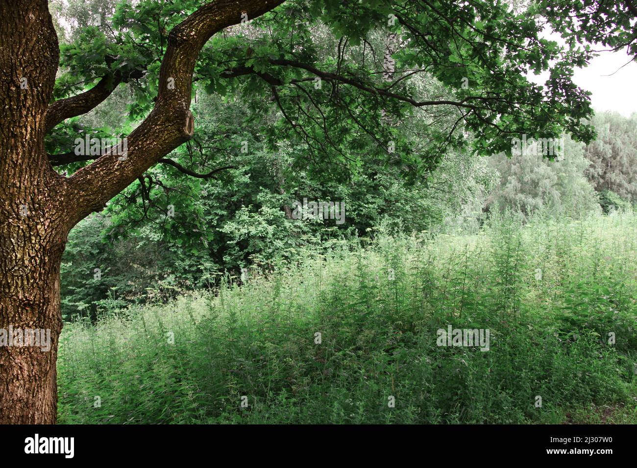 Spring natural background in green color. Forest with trees Stock Photo ...