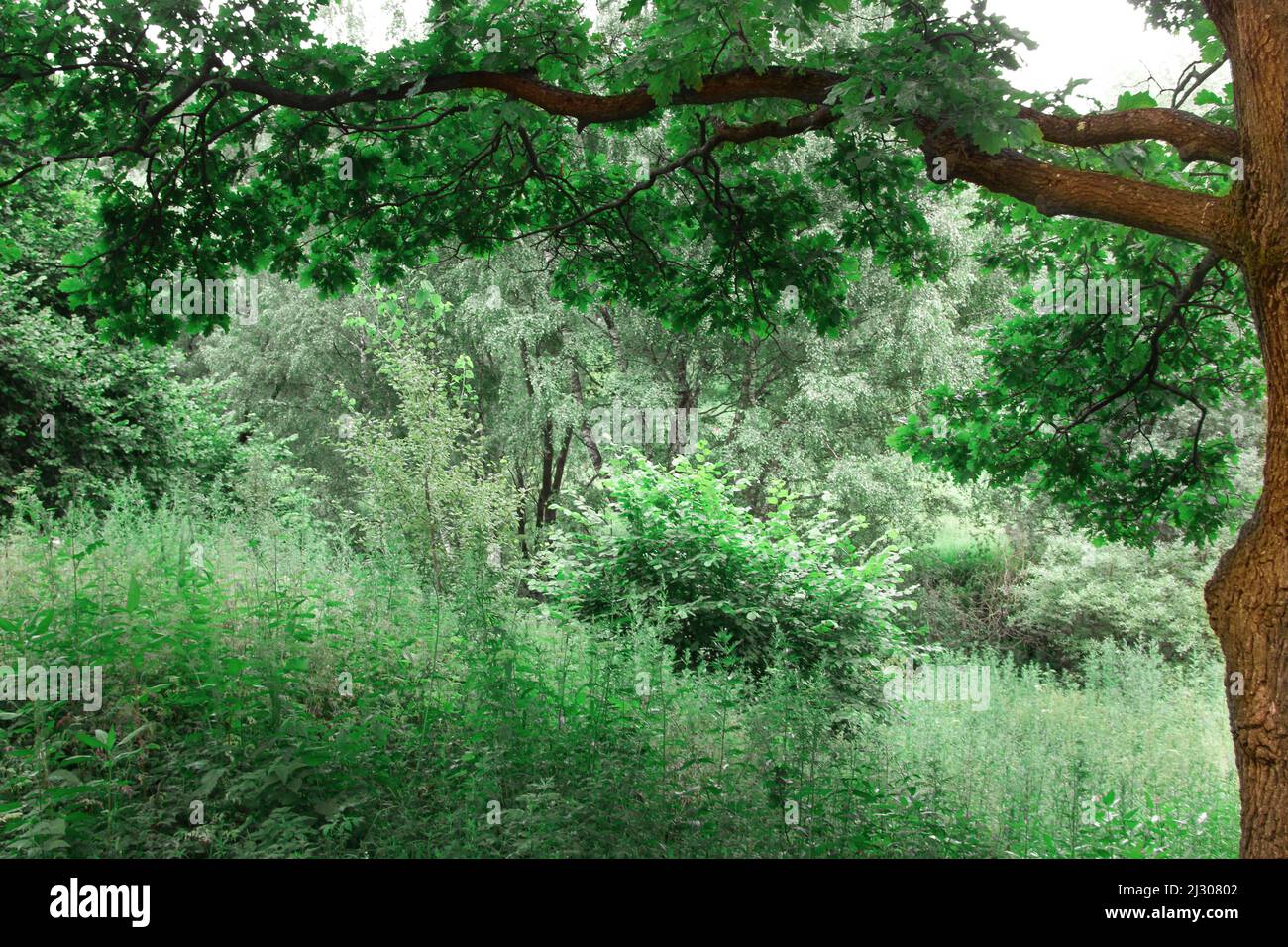 Spring natural background in green color. Forest with trees Stock Photo ...