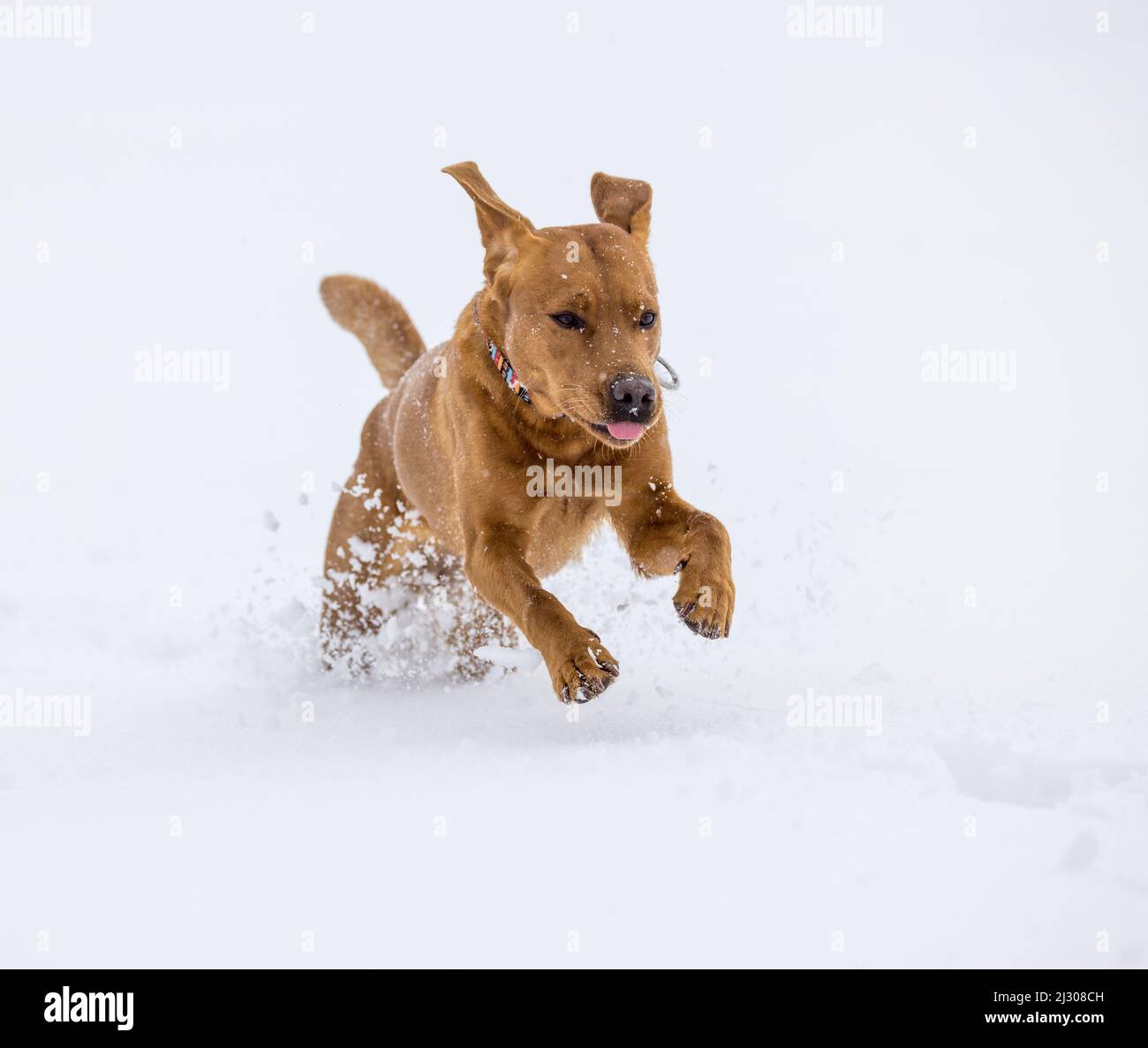brown labrador retriever running in deep snow in swiss winter Stock ...