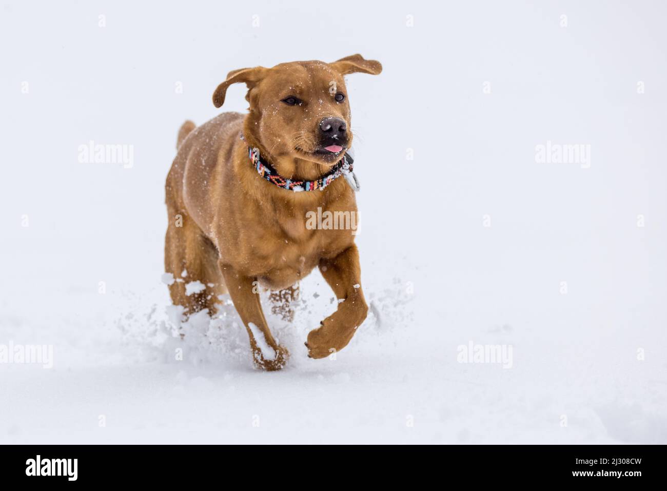 brown labrador retriever running in deep snow in swiss winter Stock ...
