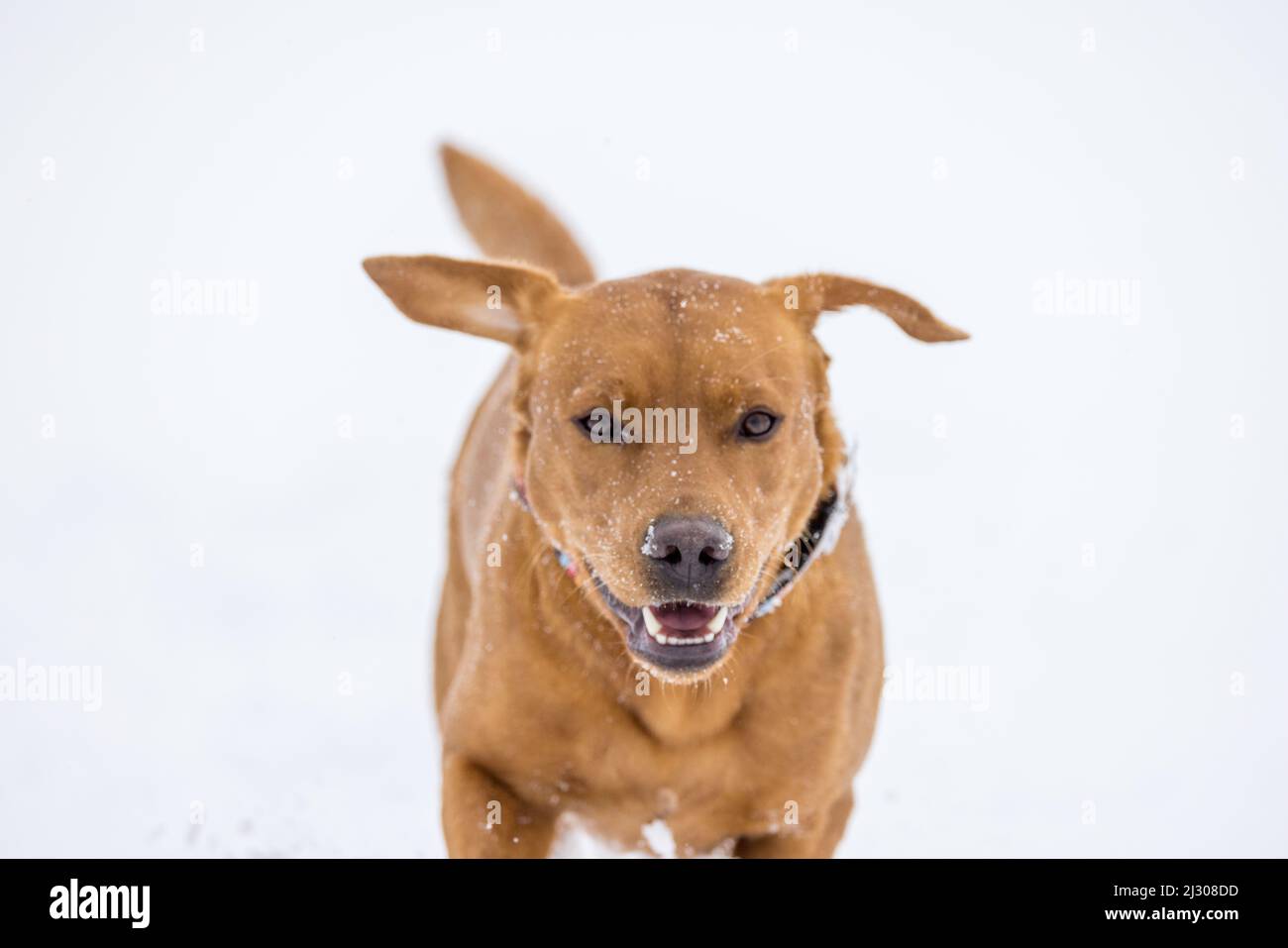 Labrador showlinie hi-res stock photography and images - Alamy