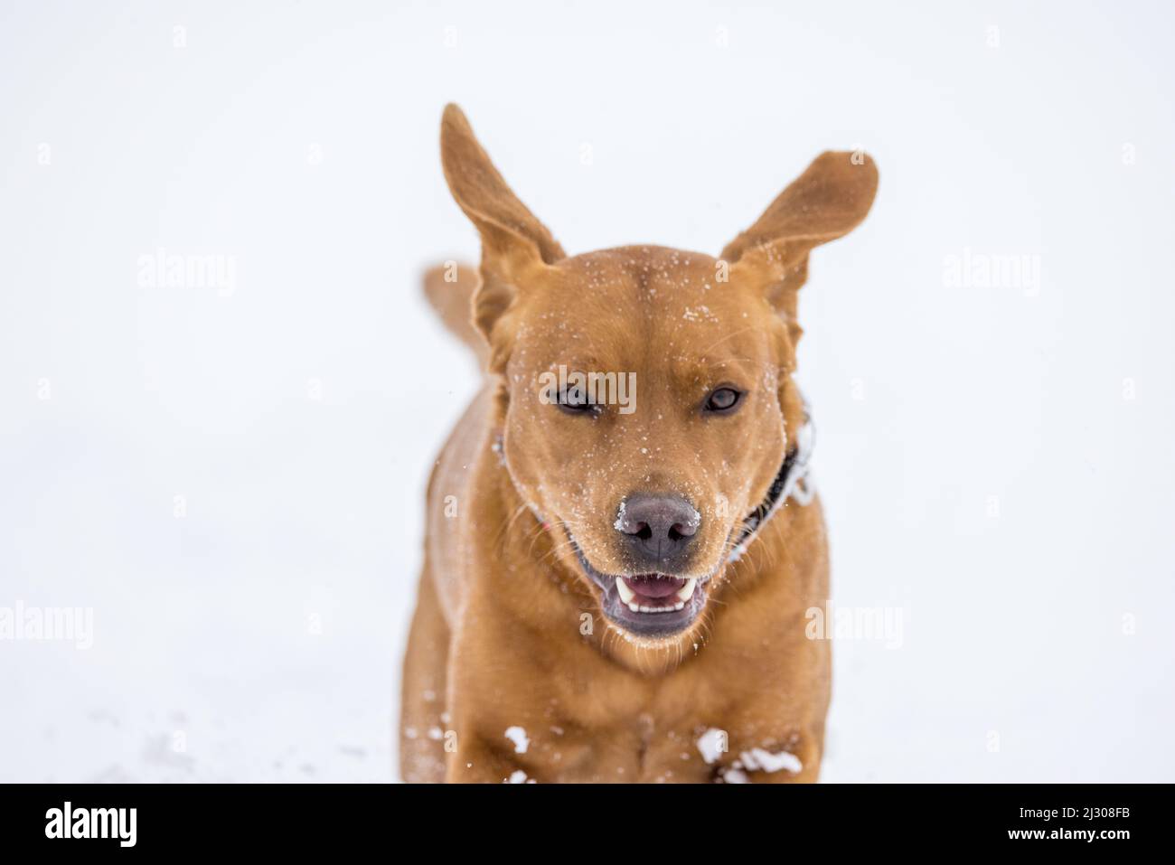 brown labrador retriever running in deep snow in swiss winter Stock ...