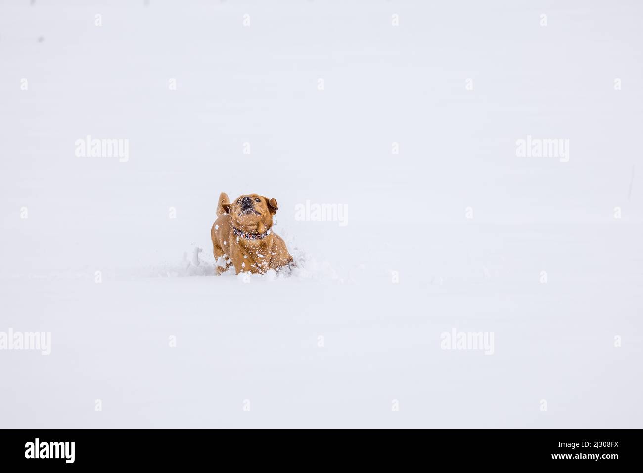 Labrador showlinie hi-res stock photography and images - Alamy