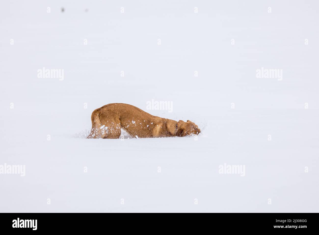 brown labrador retriever running in deep snow in swiss winter Stock ...